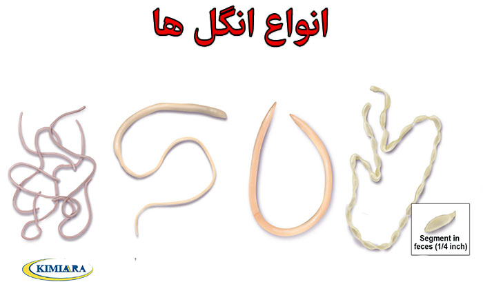 انواع انگل ها - Kimiara Pharmaceutical Company
