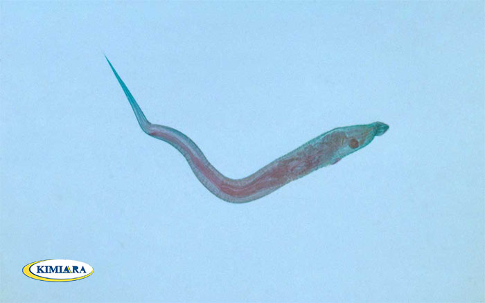 انواع انگل ها - Kimiara Pharmaceutical Company