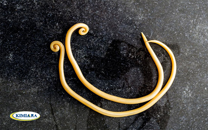 انواع انگل ها - Kimiara Pharmaceutical Company